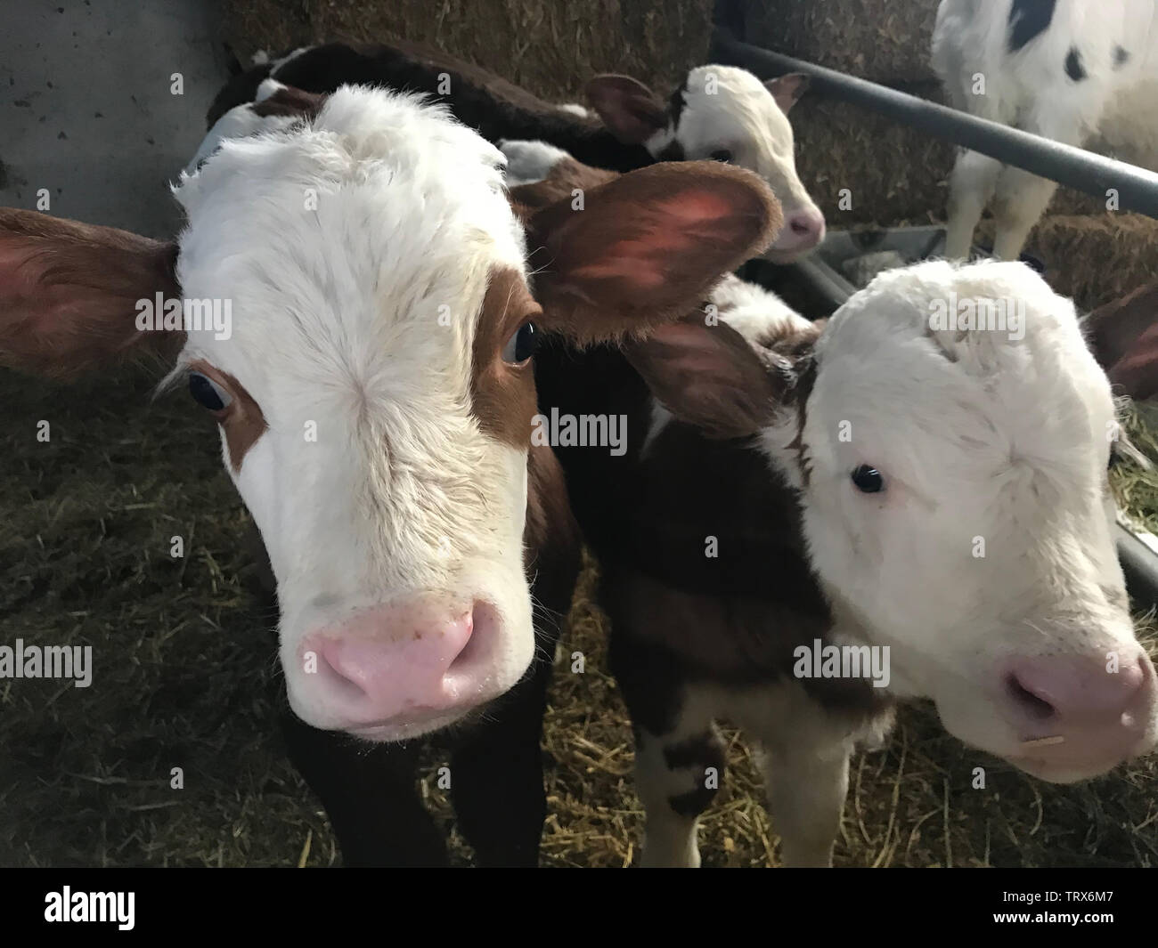 Cows Grazing Backgrounds High Resolution Stock Photography and Images ...