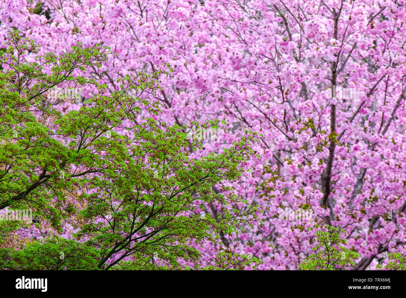Cherry blossom at spring time in Kyoto, Japan. Hanami (cherry flower ...