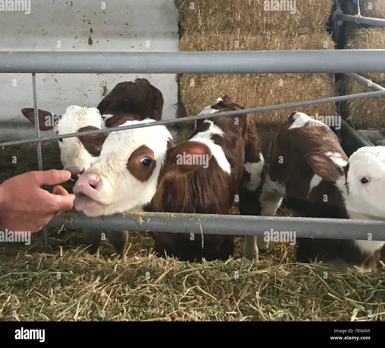 Barn on the farm festival hi-res stock photography and images - Alamy