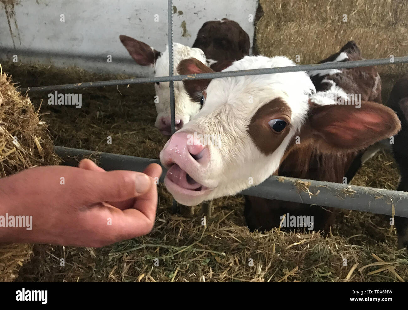 Turkey Cows High Resolution Stock Photography and Images - Alamy