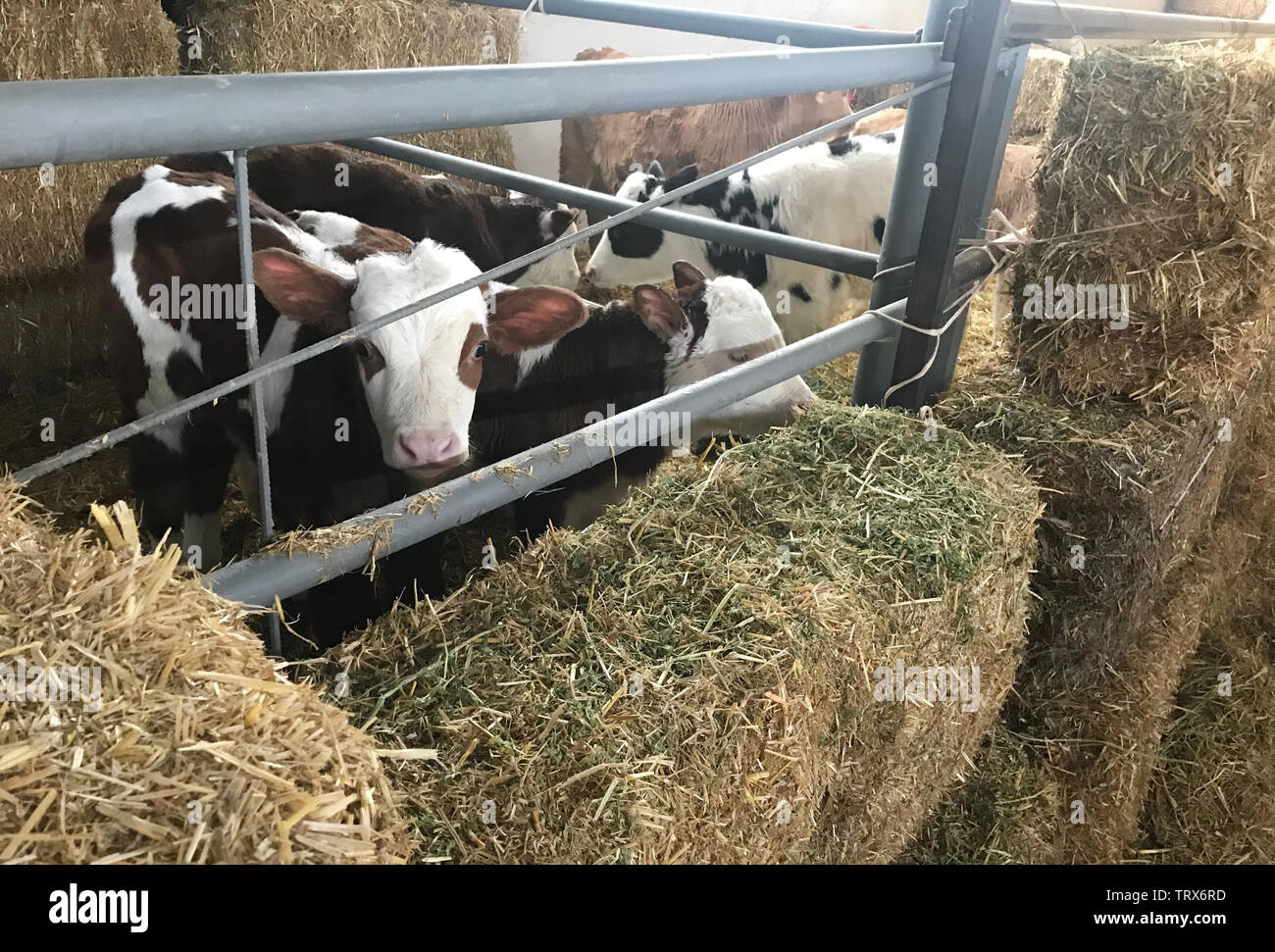 Farm house barn cow hi-res stock photography and images - Alamy