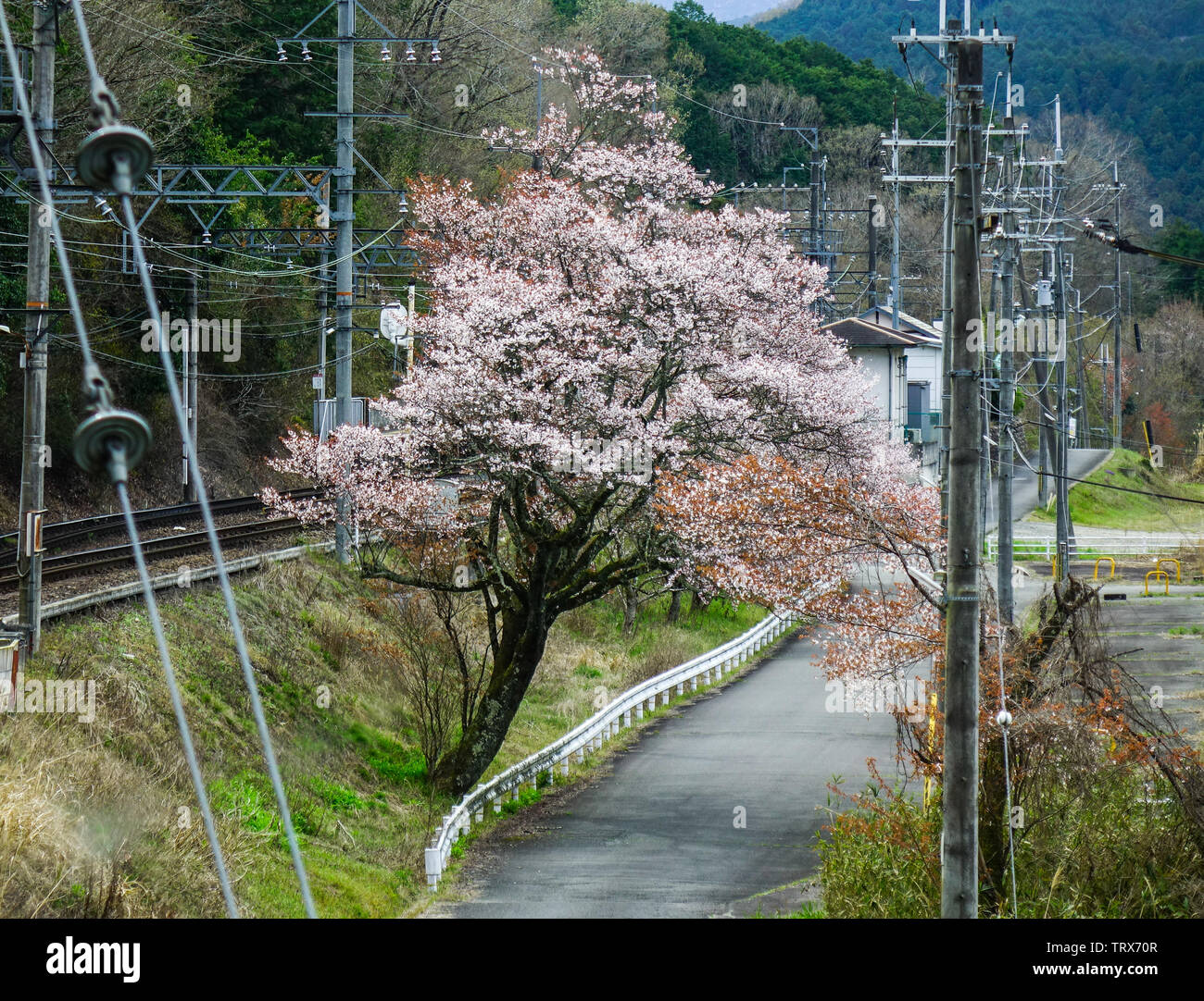 Cherry blossom at spring time in Kyoto, Japan. Hanami (cherry flower ...