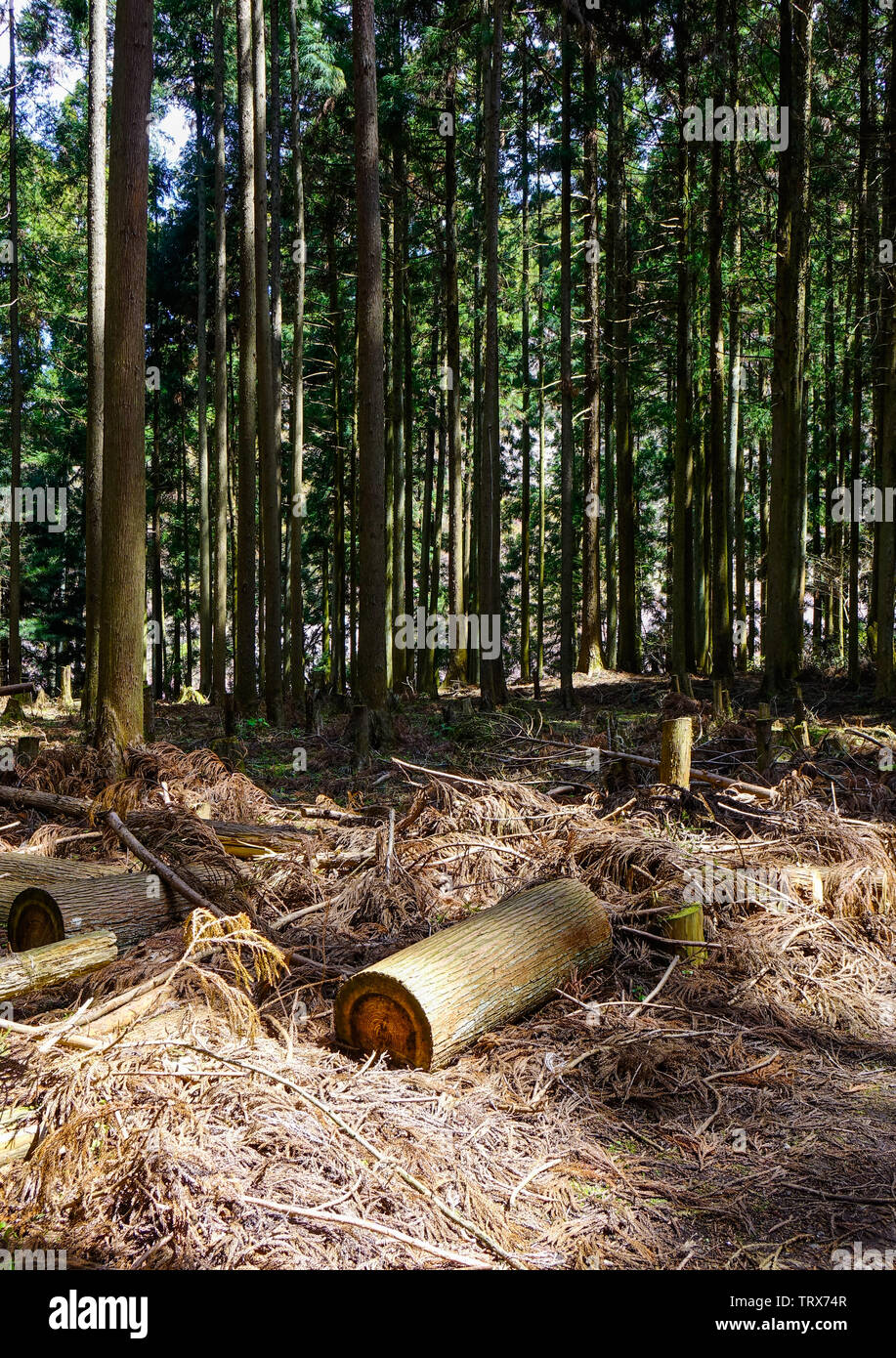 Deep forest at summer day in Yoshino, Japan Stock Photo - Alamy