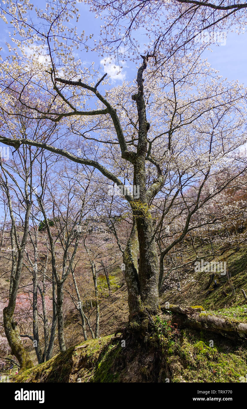 Cherry blossom at spring time in Kyoto, Japan. Hanami (cherry flower ...