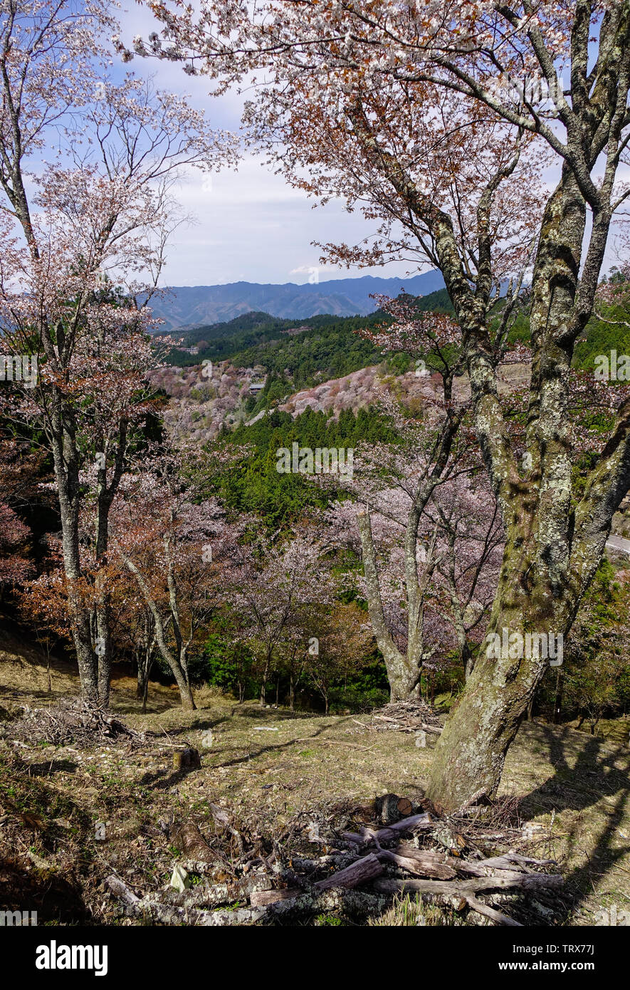 Cherry blossom at spring time in Kyoto, Japan. Hanami (cherry flower ...