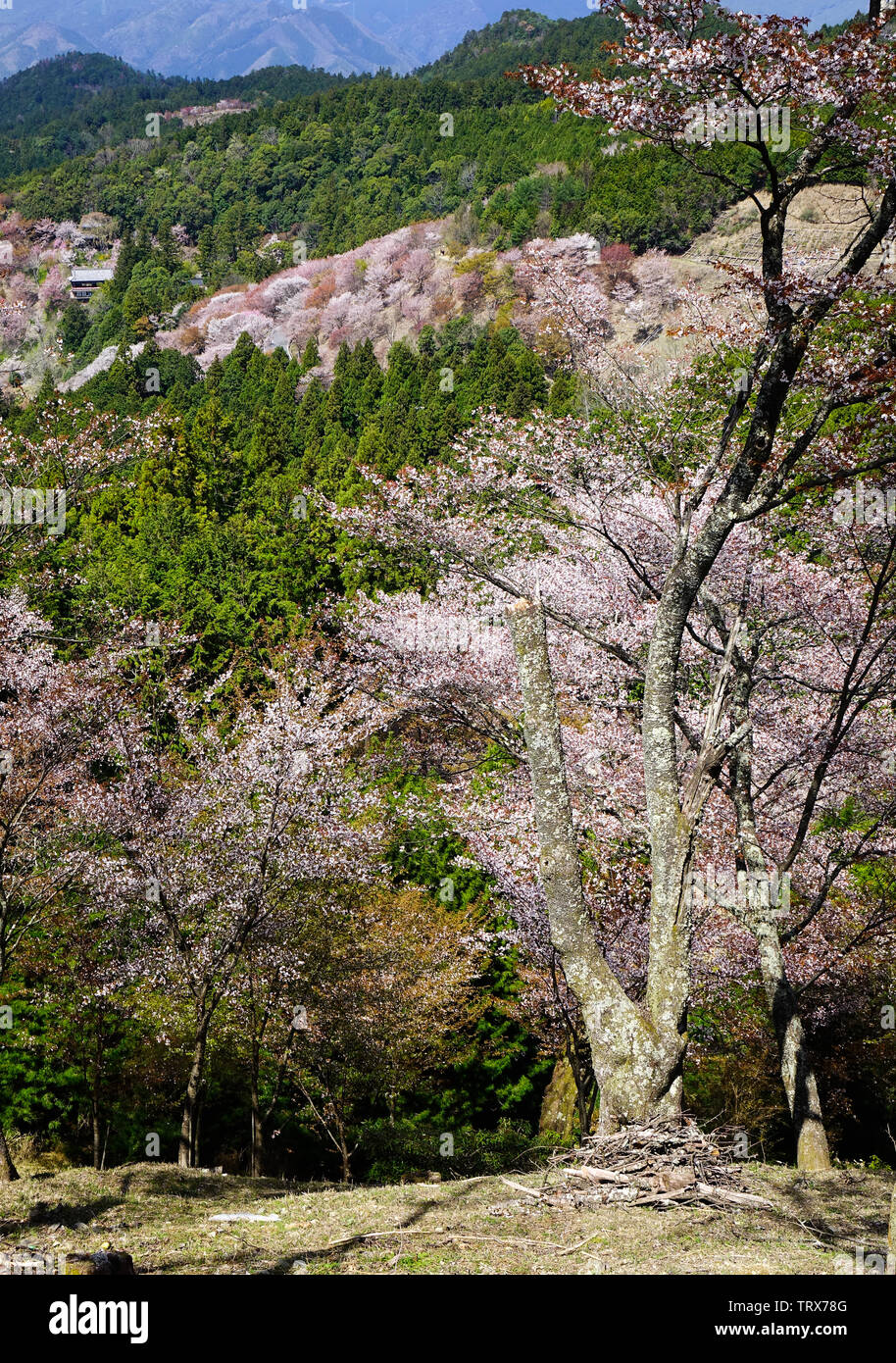 Cherry blossom at spring time in Kyoto, Japan. Hanami (cherry flower ...
