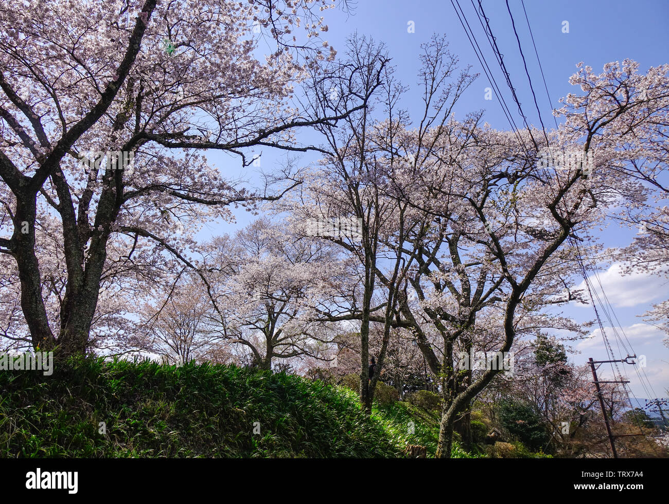Cherry blossom at spring time in Kyoto, Japan. Hanami (cherry flower ...