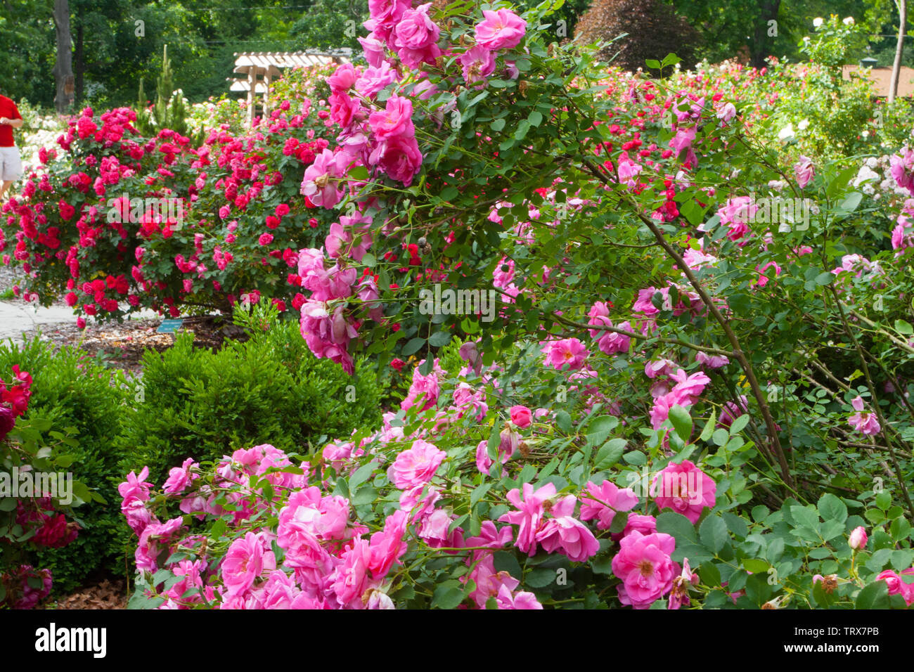 Park of Roses, Columbus, Ohio Stock Photo - Alamy