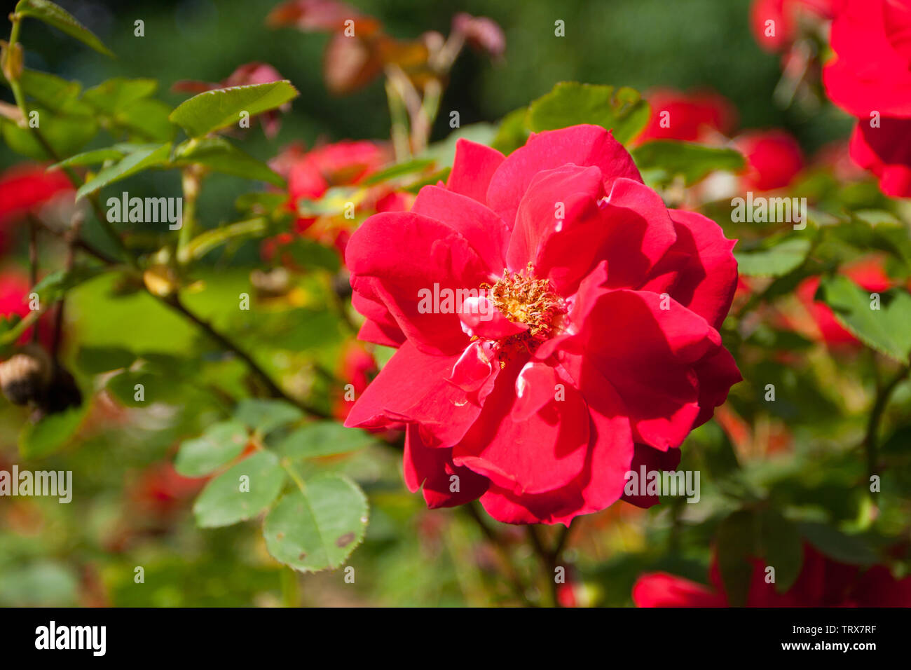 Park of Roses, Columbus, Ohio Stock Photo - Alamy
