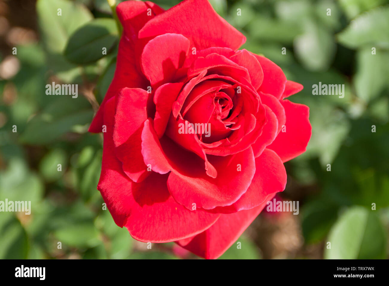 Park of Roses, Columbus, Ohio Stock Photo - Alamy