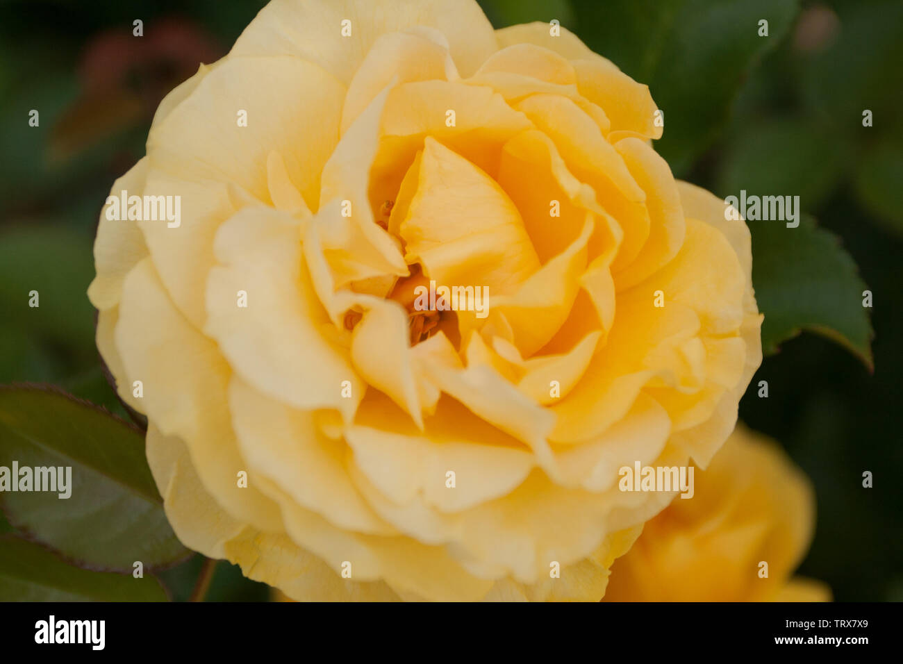 Park of Roses, Columbus, Ohio Stock Photo - Alamy
