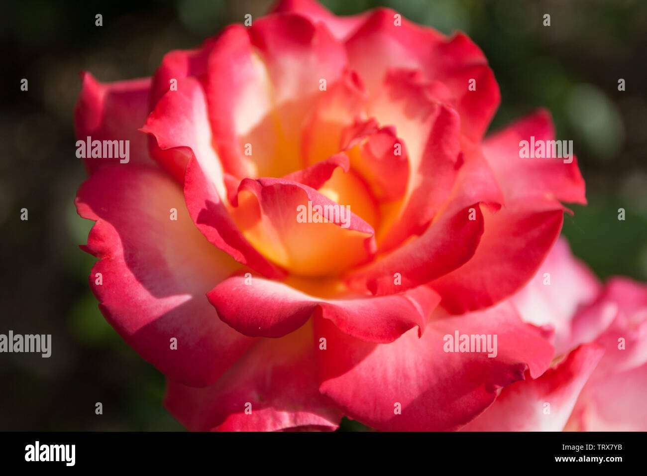 Park of Roses, Columbus, Ohio Stock Photo - Alamy