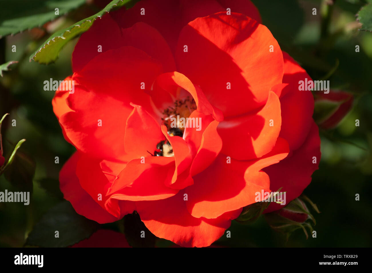 Park of Roses, Columbus, Ohio Stock Photo - Alamy