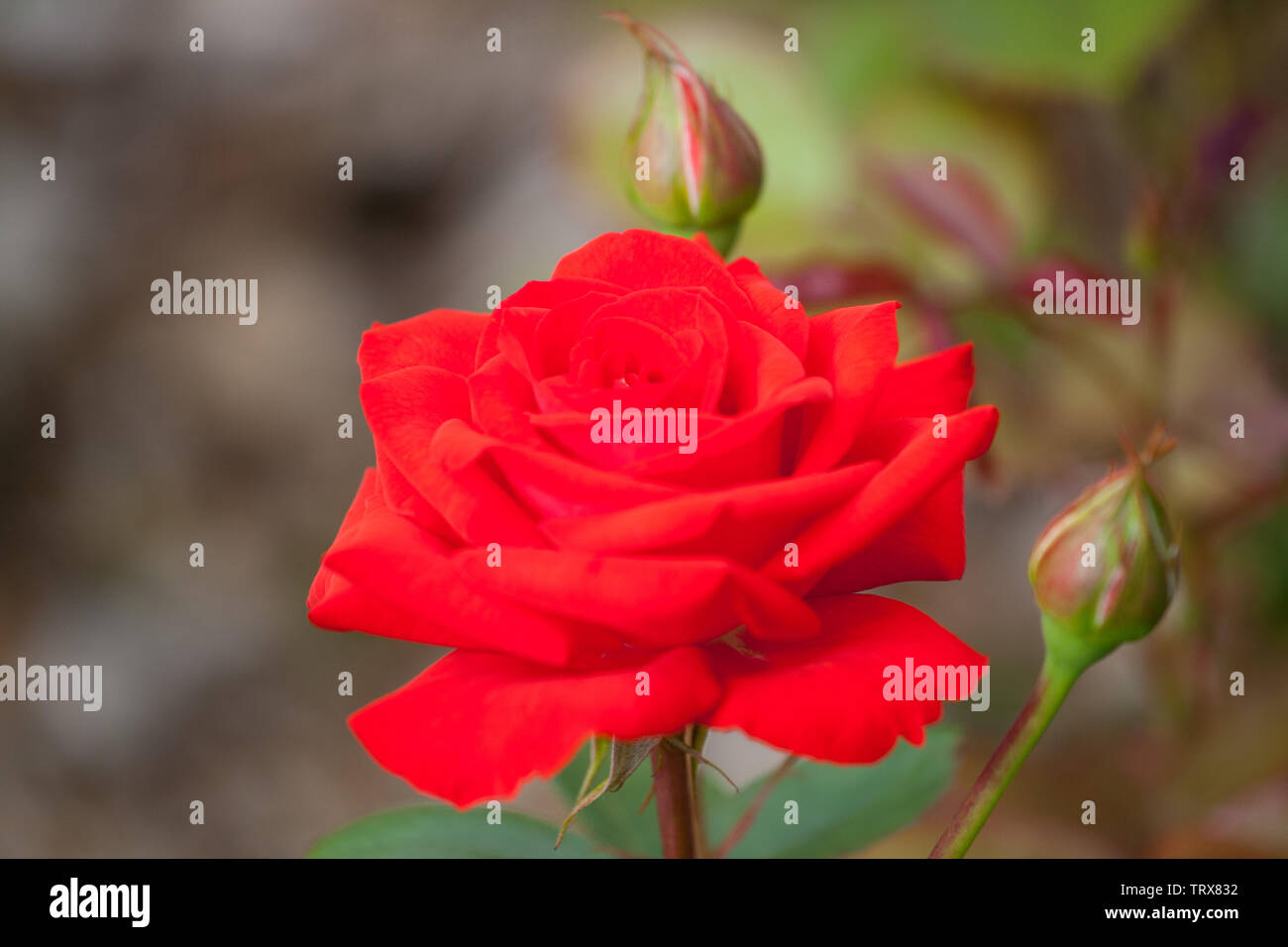 Park of Roses, Columbus, Ohio Stock Photo - Alamy