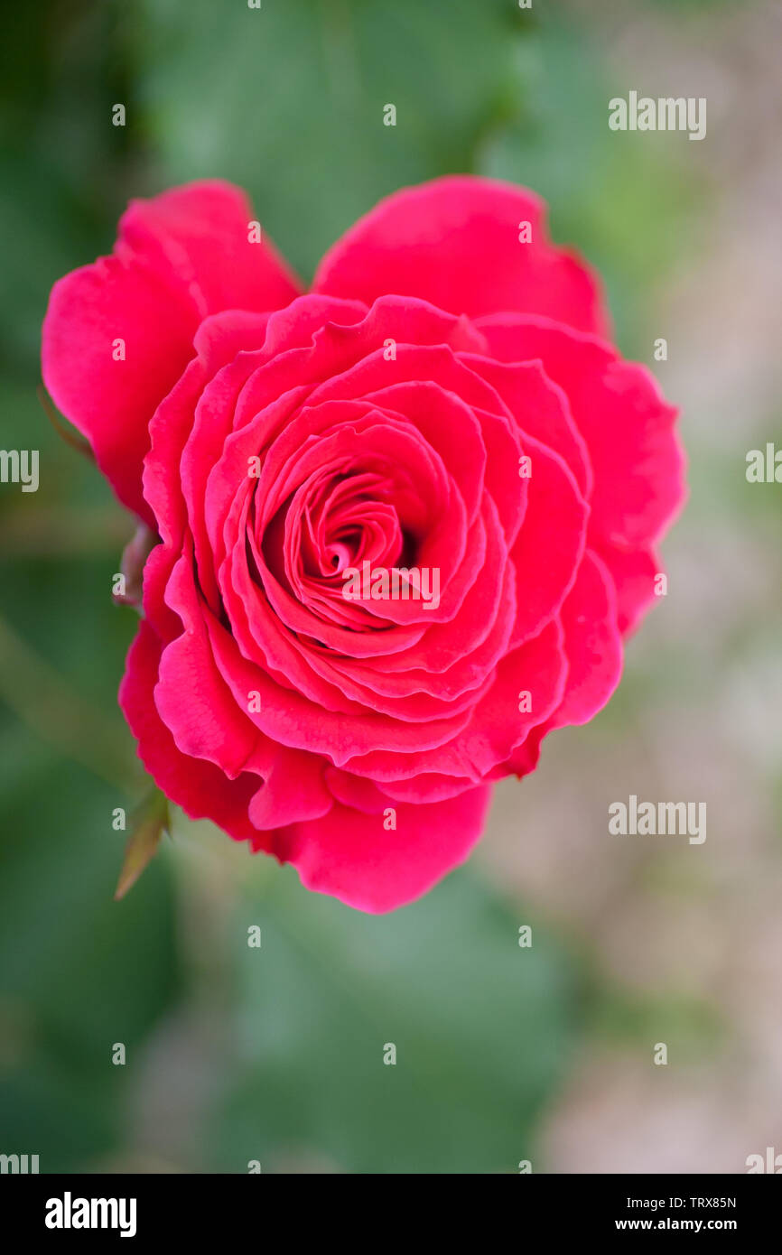 Park of Roses, Columbus, Ohio Stock Photo - Alamy