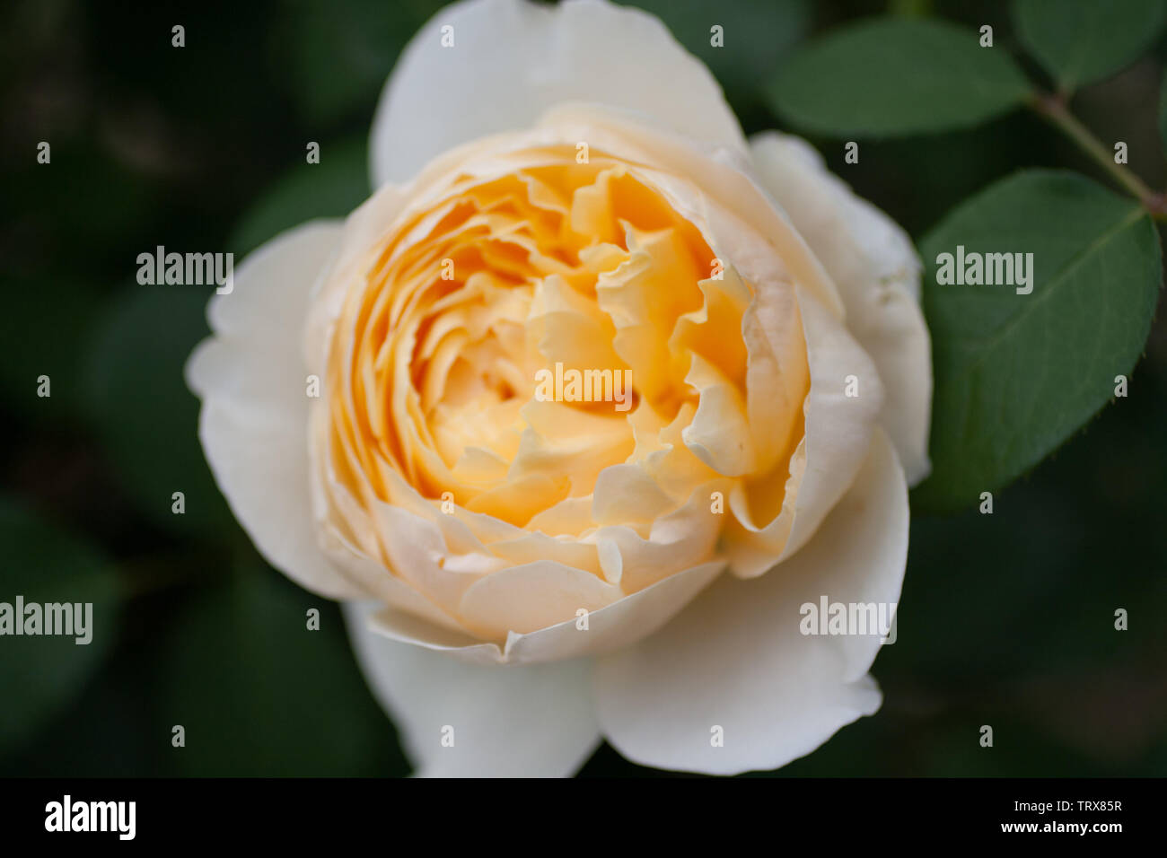 Park of Roses, Columbus, Ohio Stock Photo - Alamy