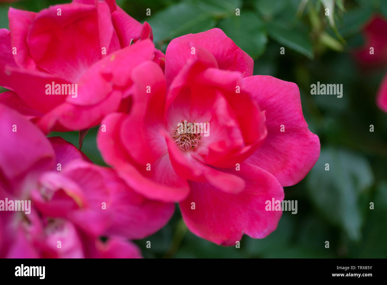 Park of Roses, Columbus, Ohio Stock Photo - Alamy