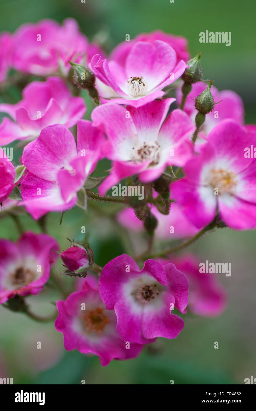 Park of Roses, Columbus, Ohio Stock Photo - Alamy