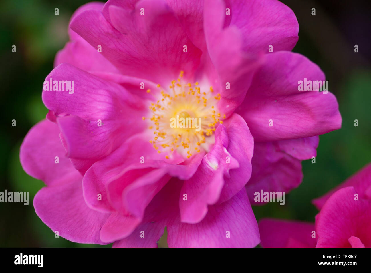 Park of Roses, Columbus, Ohio Stock Photo - Alamy
