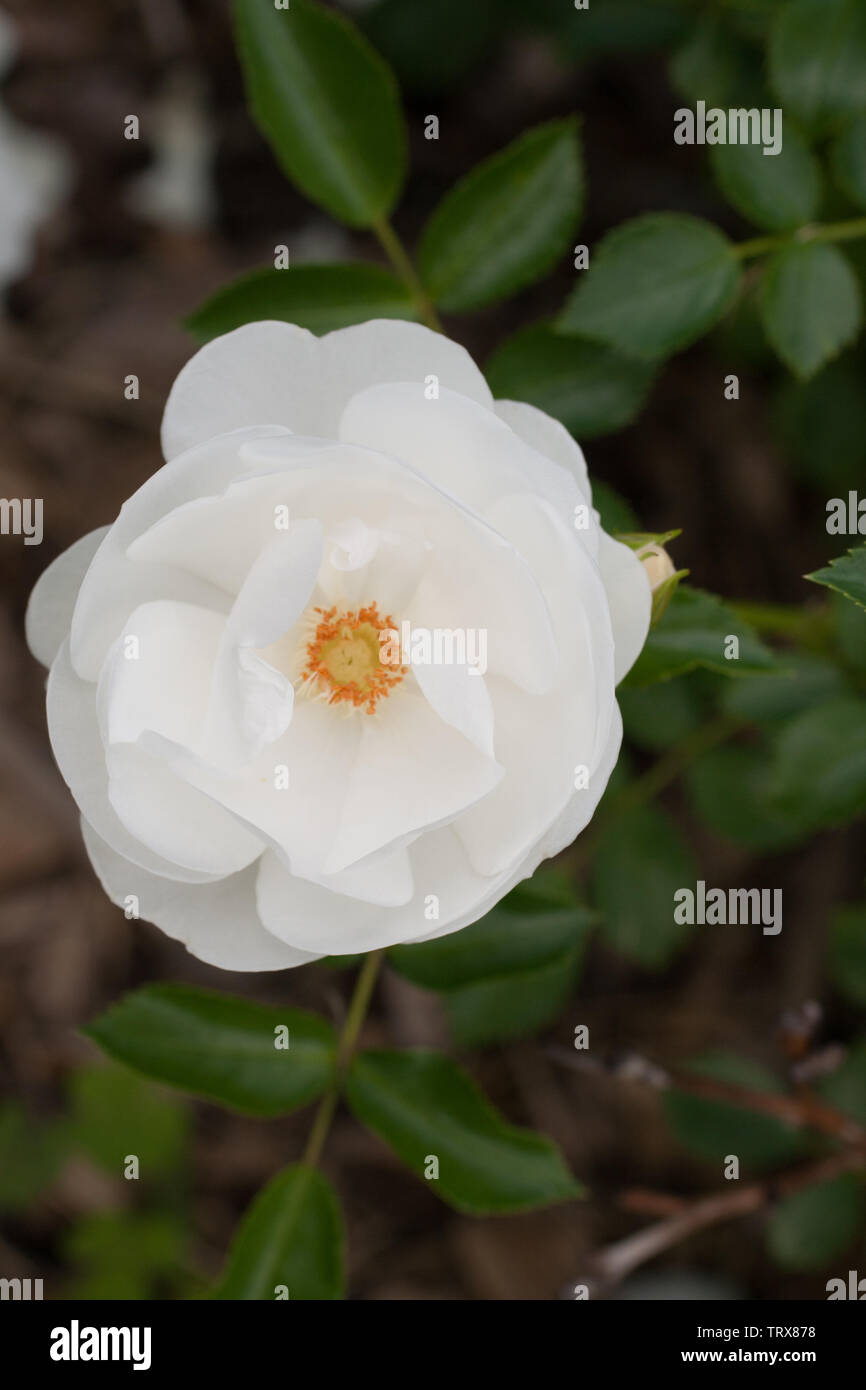 Park of Roses, Columbus, Ohio Stock Photo - Alamy