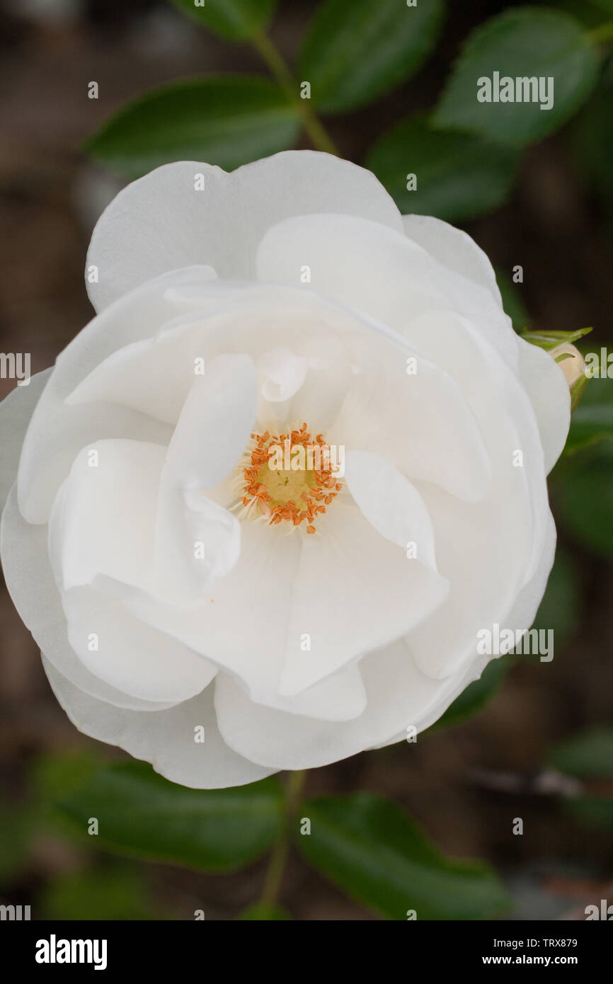 Park of Roses, Columbus, Ohio Stock Photo - Alamy