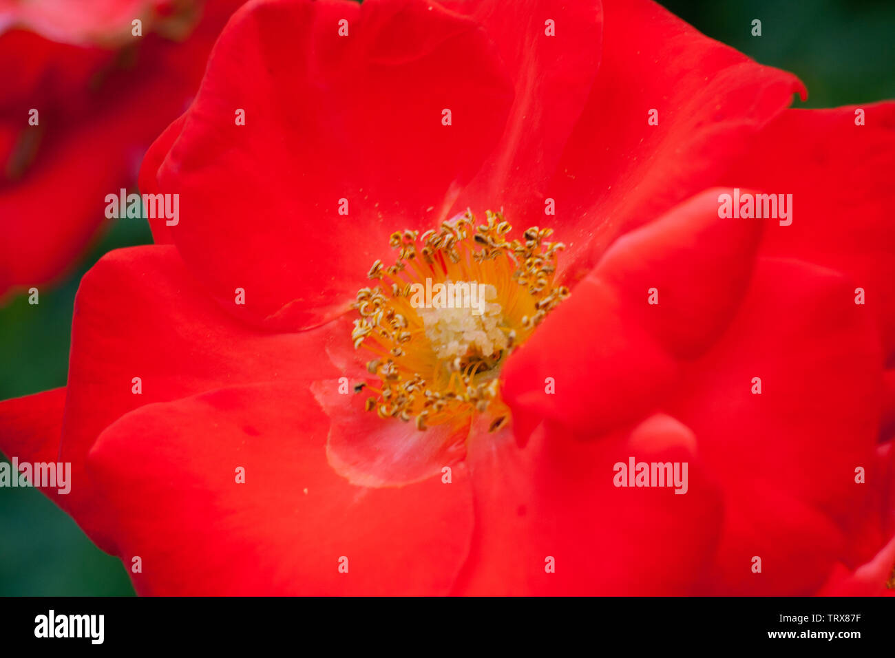 Park of Roses, Columbus, Ohio Stock Photo - Alamy