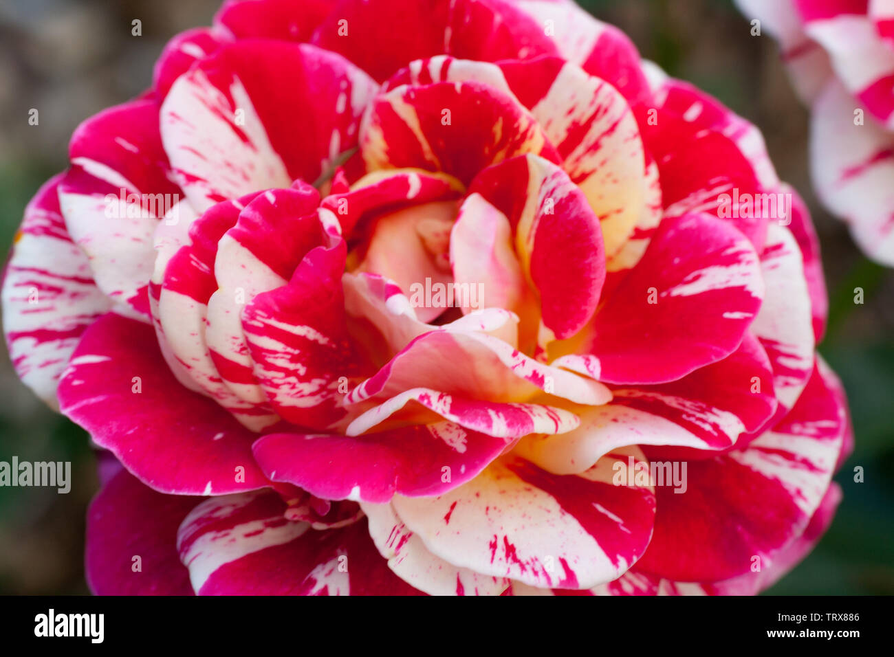 Park of Roses, Columbus, Ohio Stock Photo - Alamy