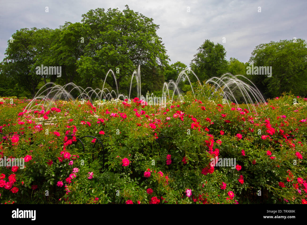 Park of Roses, Columbus, Ohio Stock Photo - Alamy