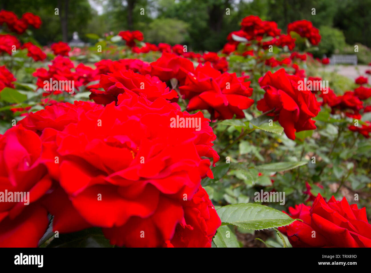 Park of Roses, Columbus, Ohio Stock Photo - Alamy