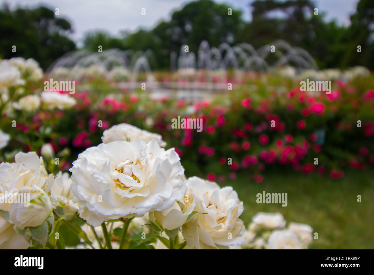 Park of Roses, Columbus, Ohio Stock Photo - Alamy