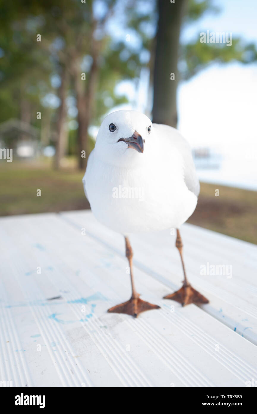 Australian seagull hi-res stock photography and images - Alamy