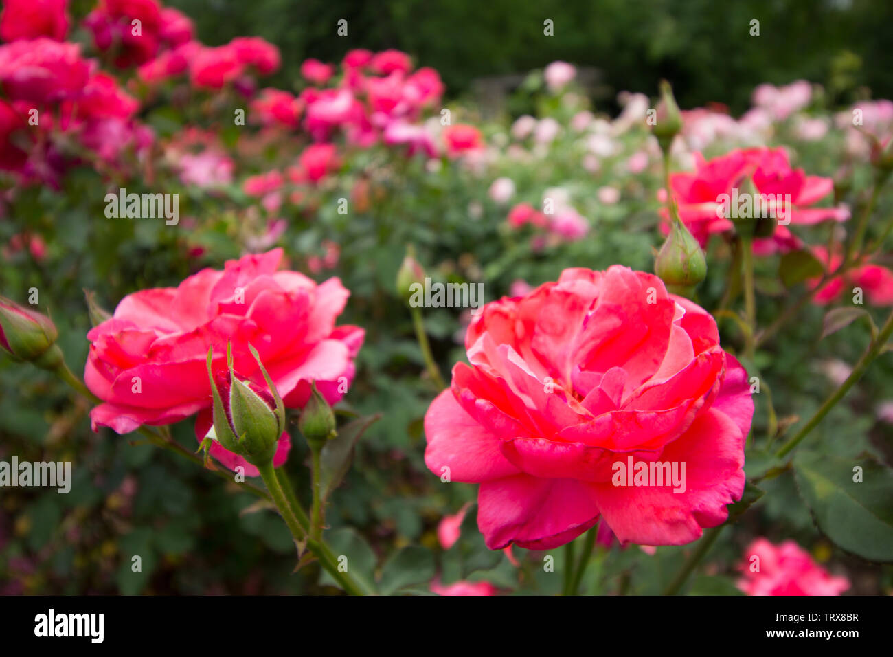 Park of Roses, Columbus, Ohio Stock Photo - Alamy