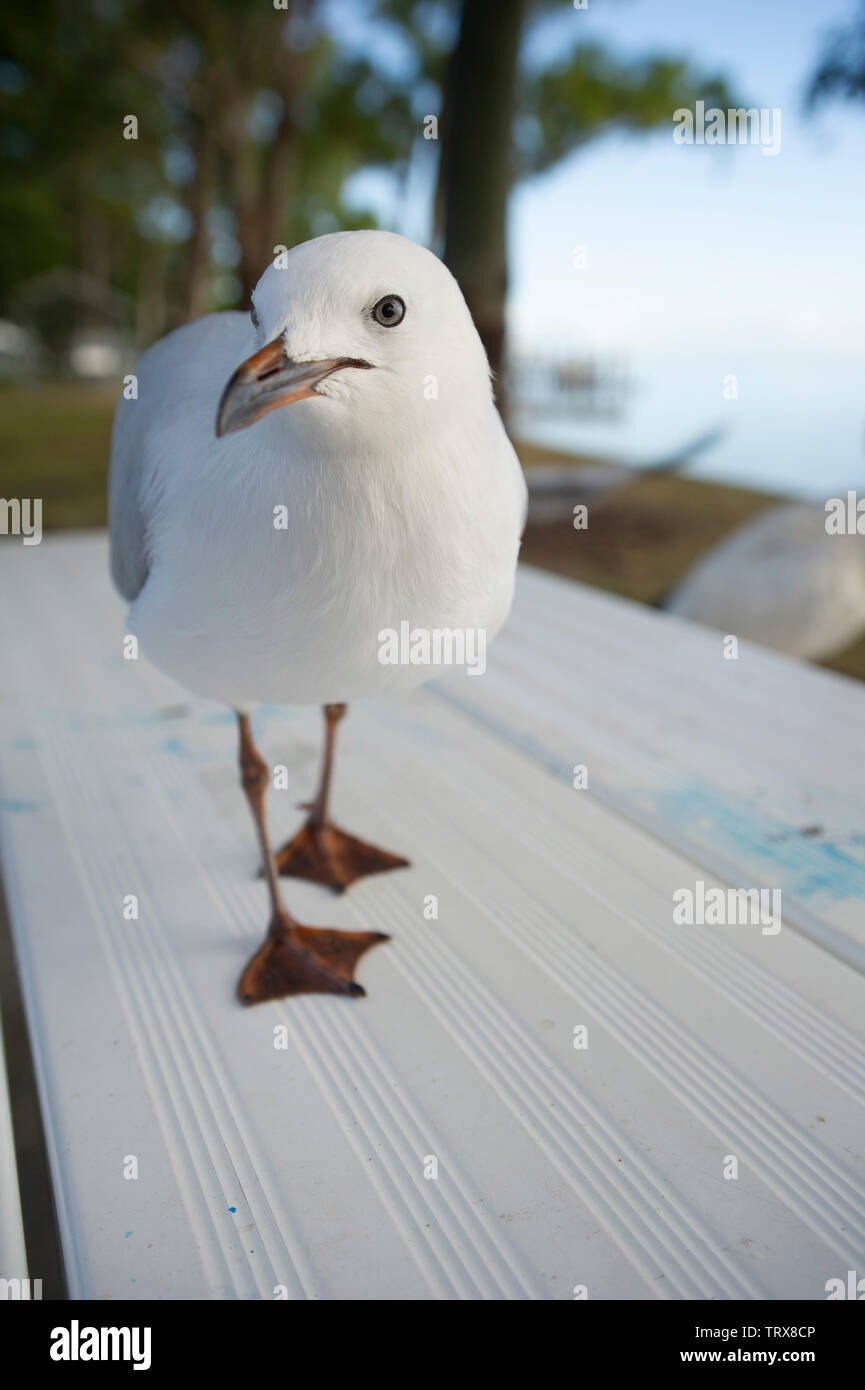 Seagull by the beach profile shots Stock Photo - Alamy