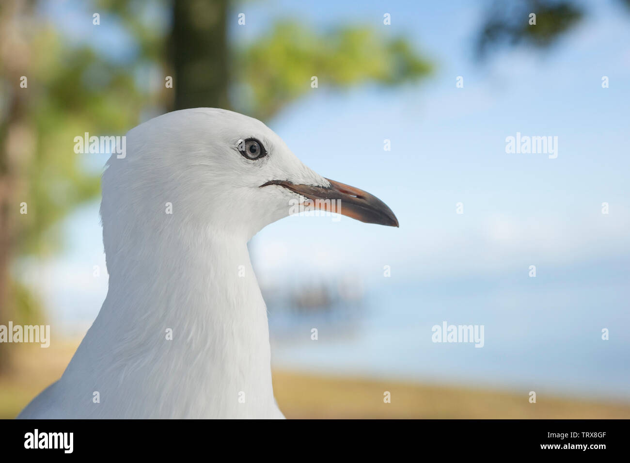 Australian seagulll hi-res stock photography and images - Alamy
