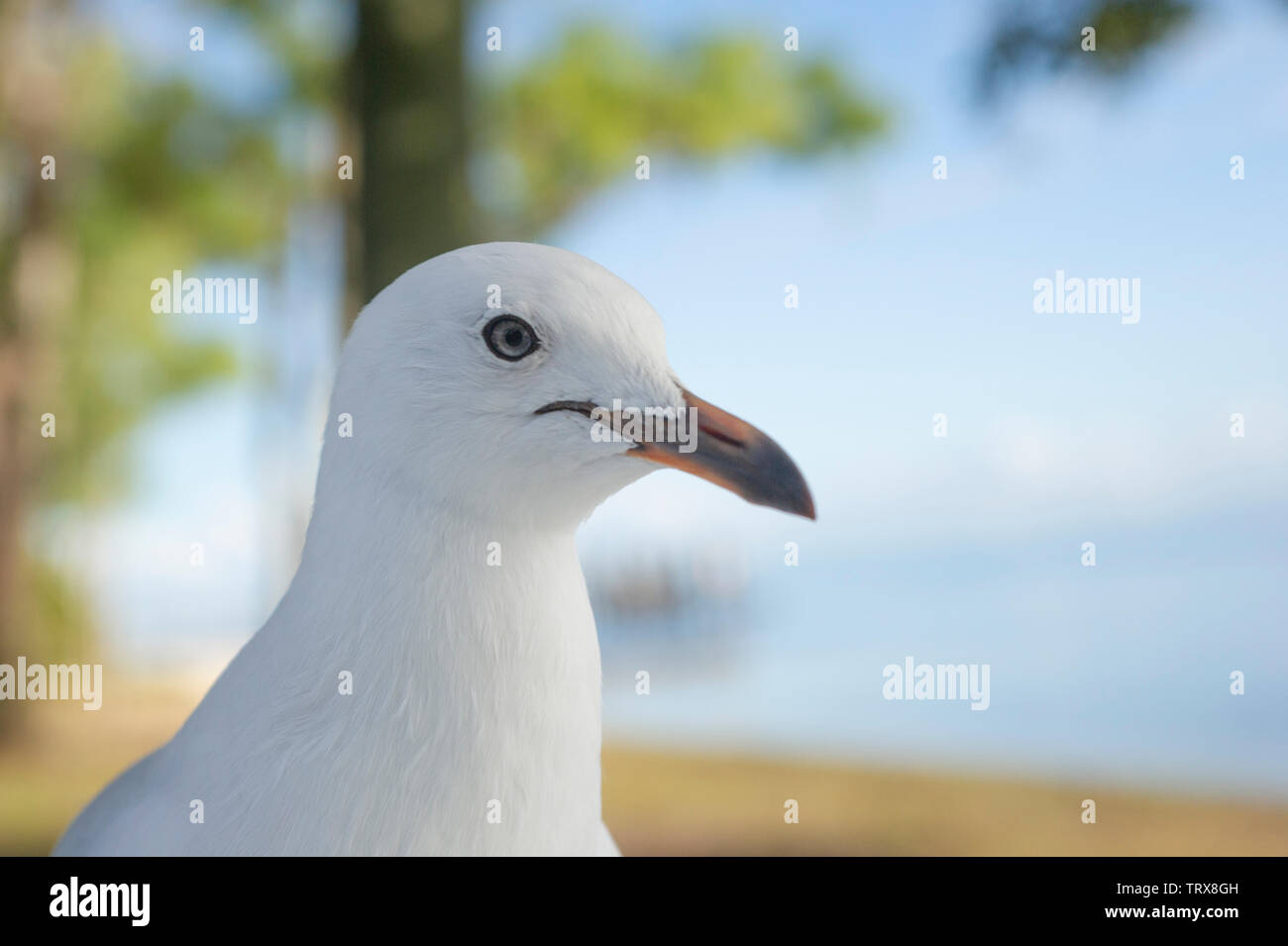 Australian seagull hi-res stock photography and images - Alamy