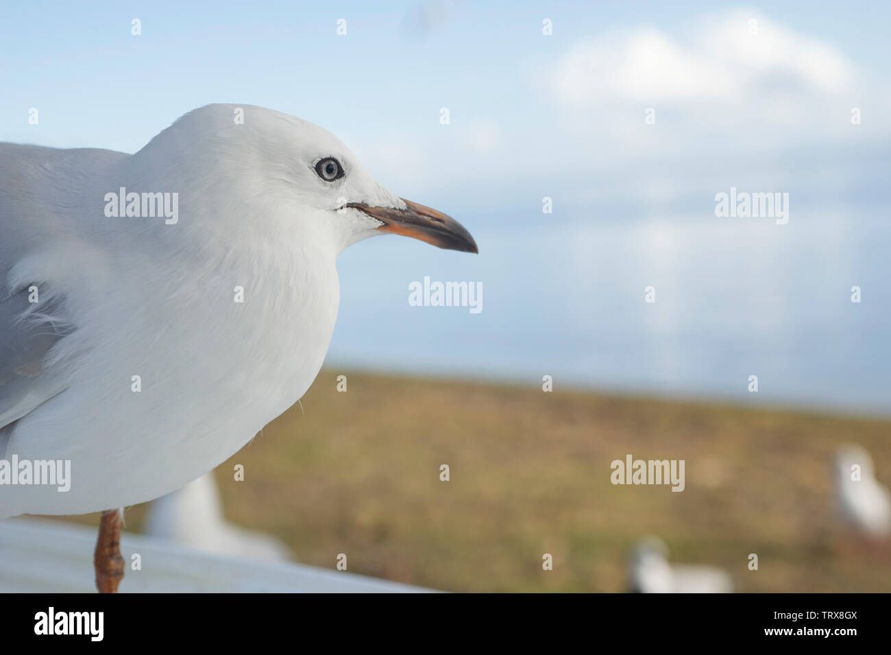 Seagull by the beach profile shots Stock Photo - Alamy