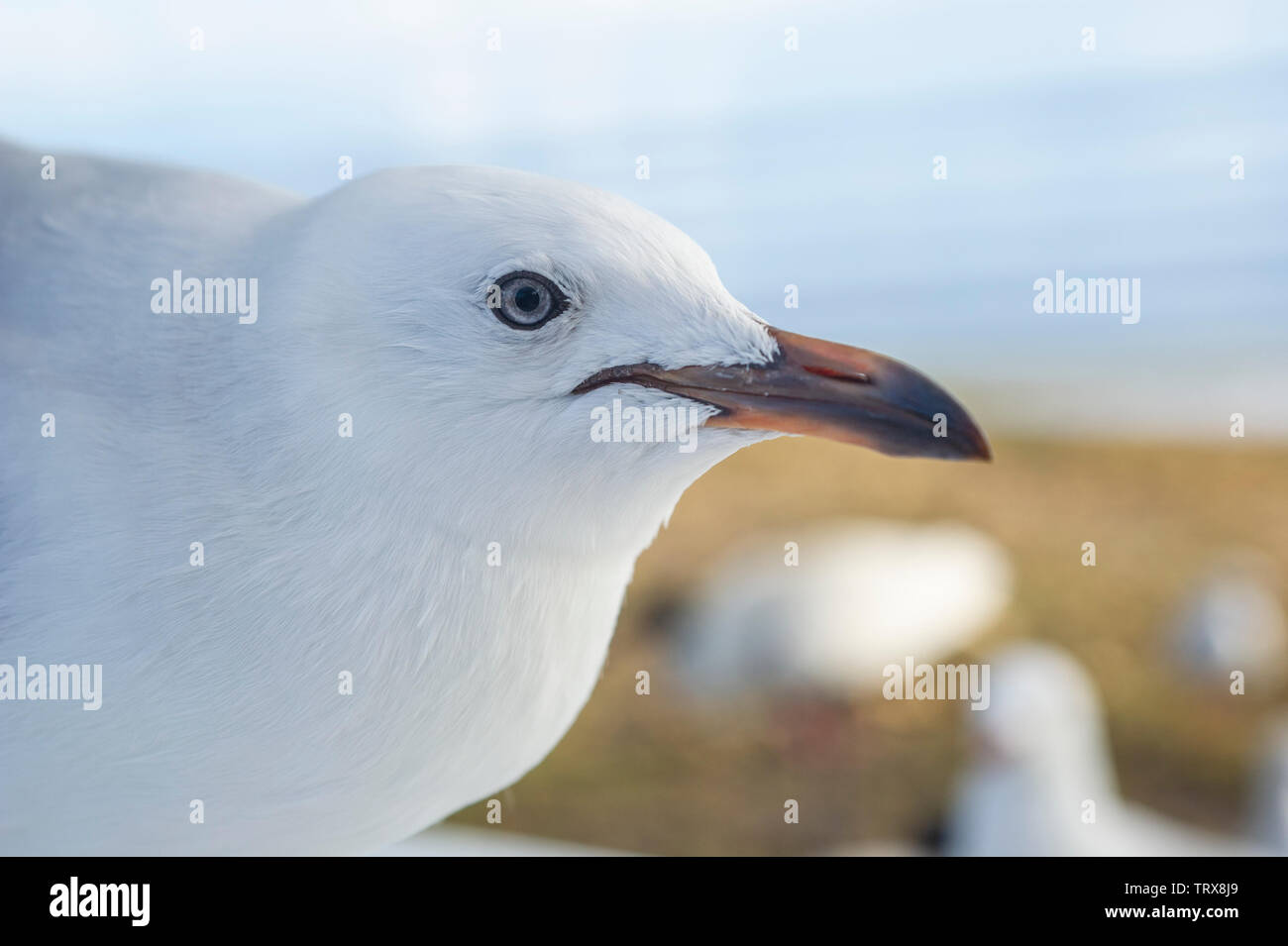 Seagull by the beach profile shots Stock Photo - Alamy