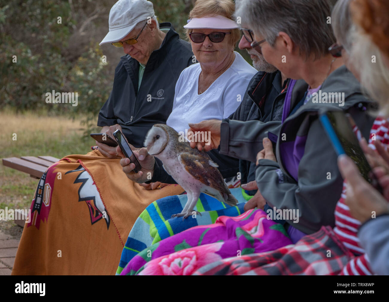 Barn Owl standing on lap Stock Photo - Alamy