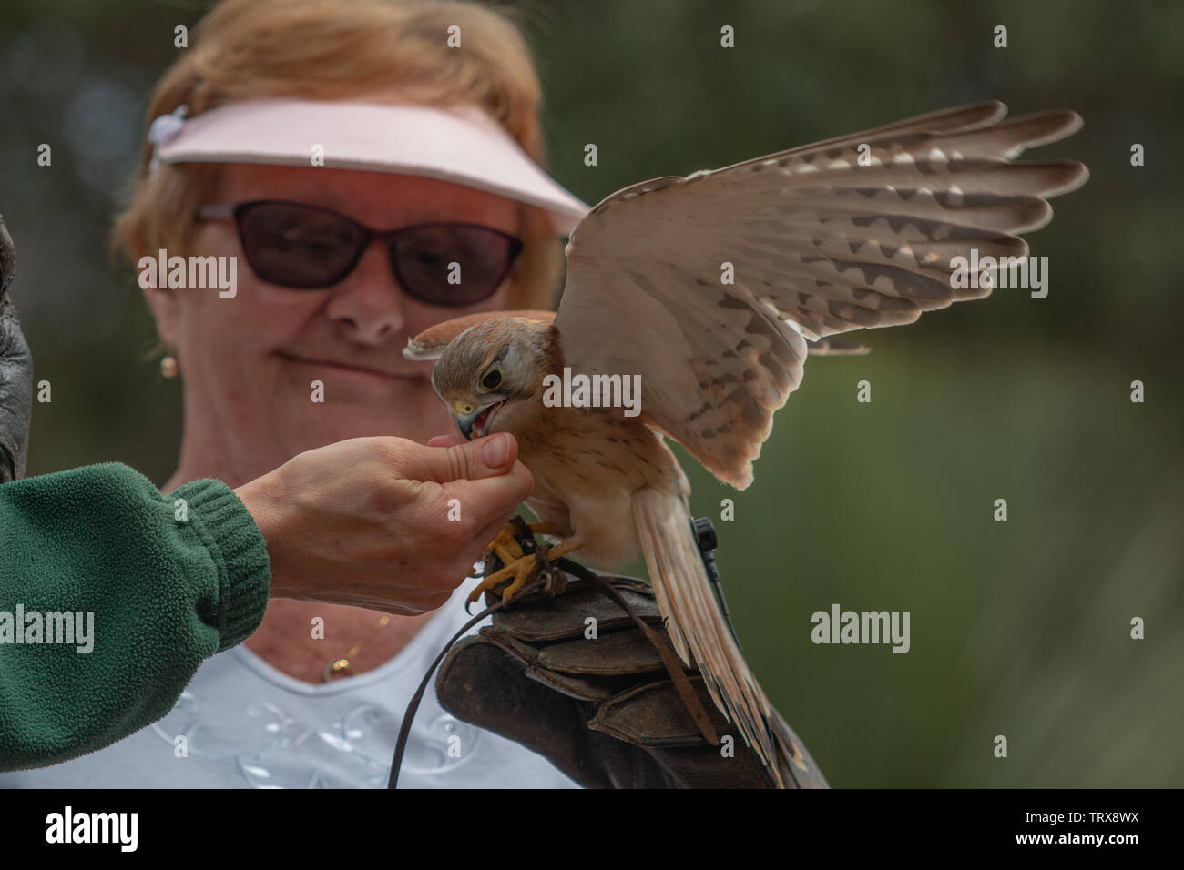Holding and hand-feeding kestrel at Raptor Domain Stock Photo - Alamy