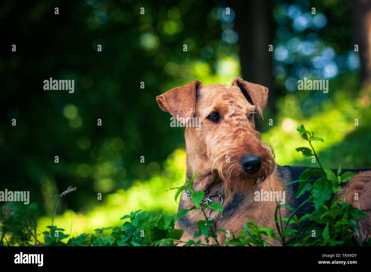 A beautiful portrait of Airedal Terrier head on a meadow in front of a ...