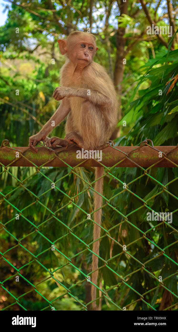Biodiversity india hi-res stock photography and images - Alamy
