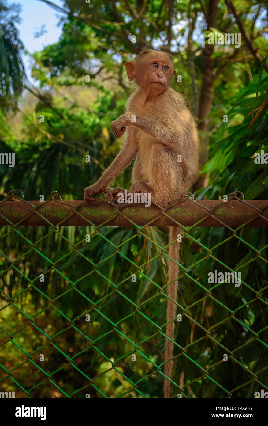 A young Bonnet monkey sitting on a fence facing the camera, copy space ...