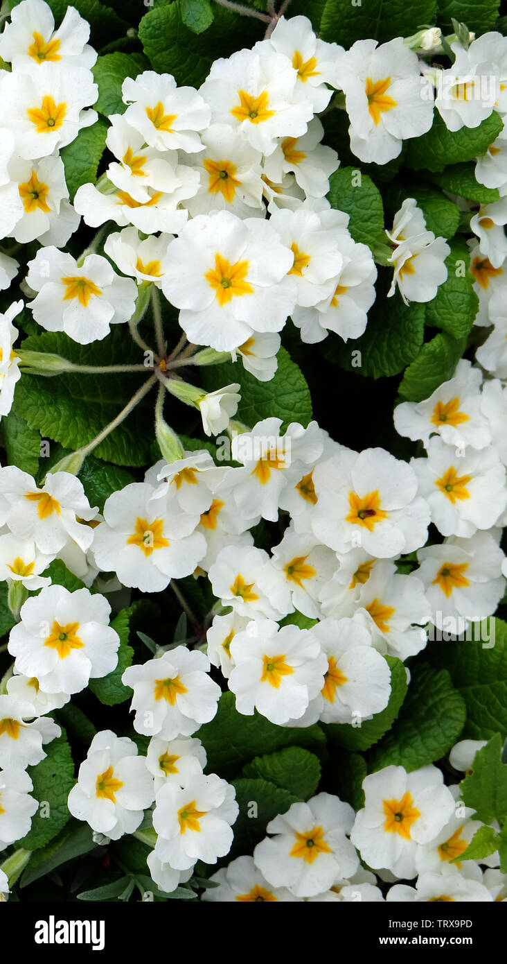 White and yellow primrose hi-res stock photography and images - Alamy