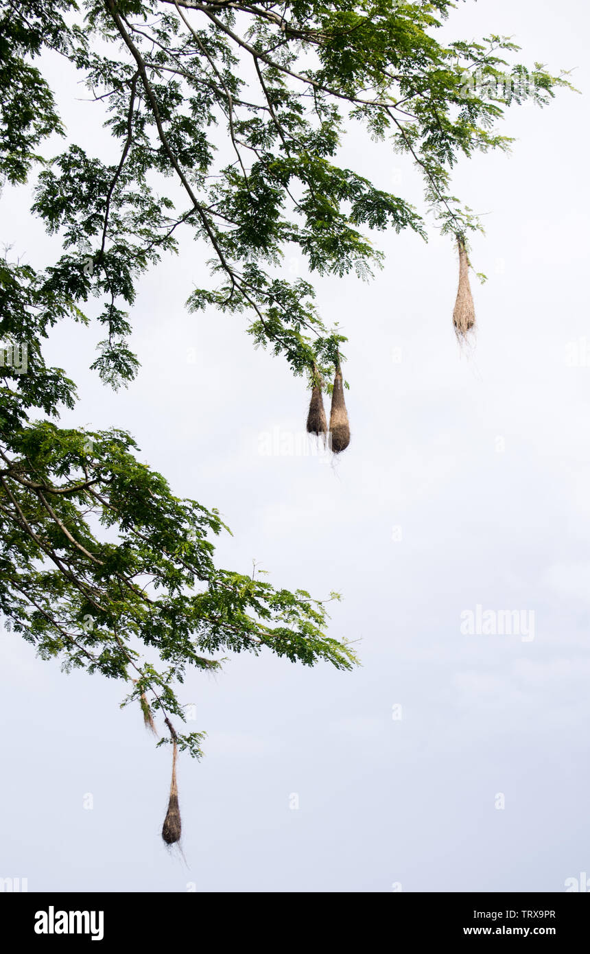 The oropendolas live in colonies and built their sack-shaped nests in ...