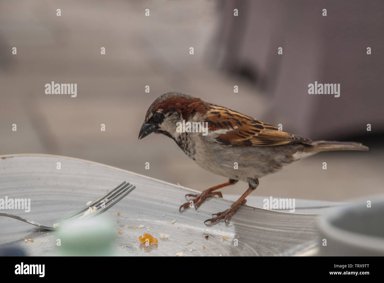 Plates Sparrow High Resolution Stock Photography and Images - Alamy