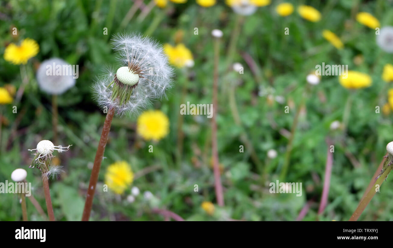 Blown away hi-res stock photography and images - Alamy