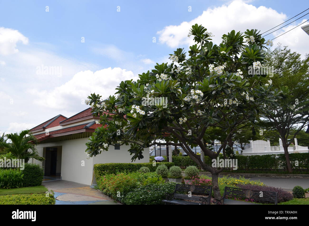 Garden around house. Temple Tree. Graveyard Tree Stock Photo - Alamy