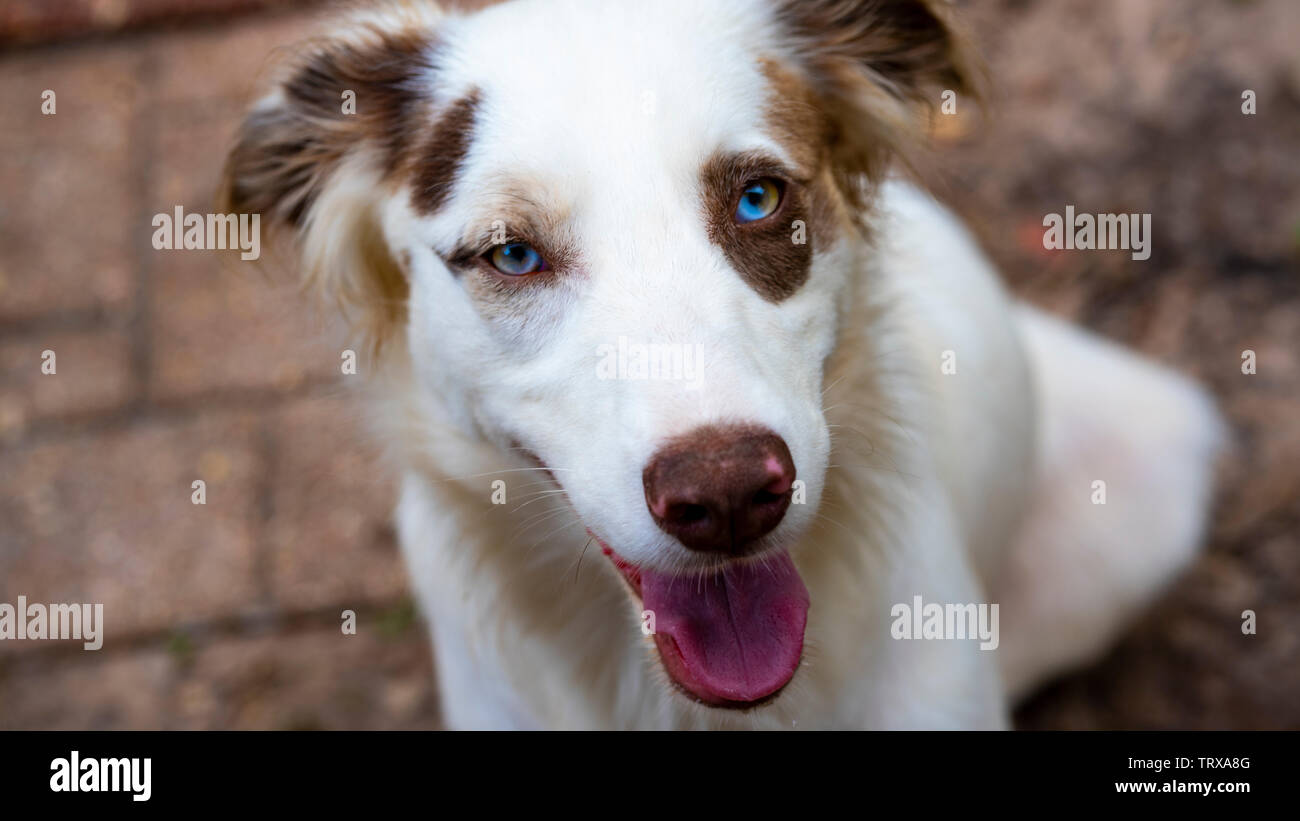 Dog walk 4k hi-res stock photography and images - Alamy