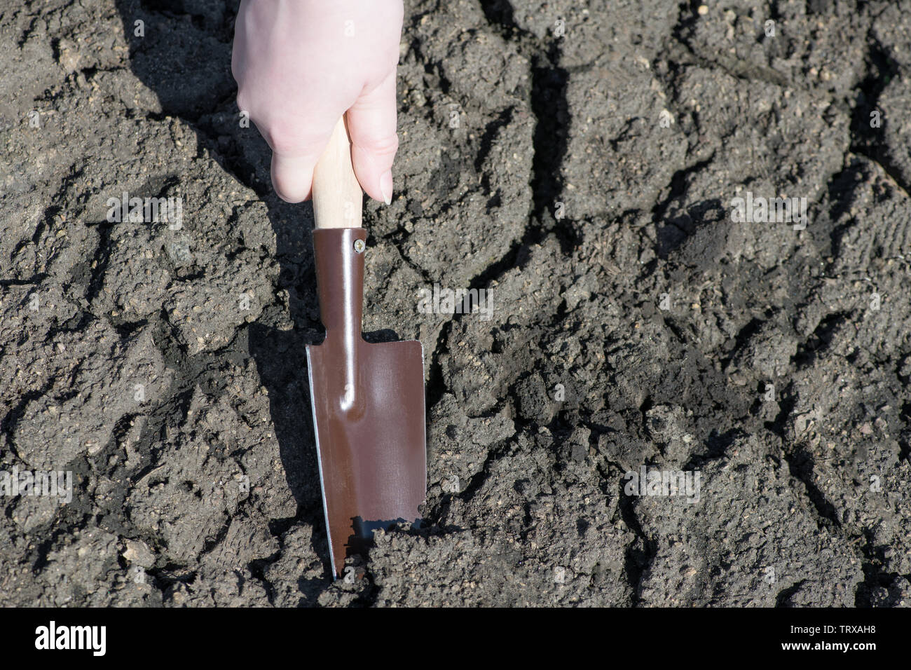 A fragment of the hand of a woman farmer, which is a small shovel ...