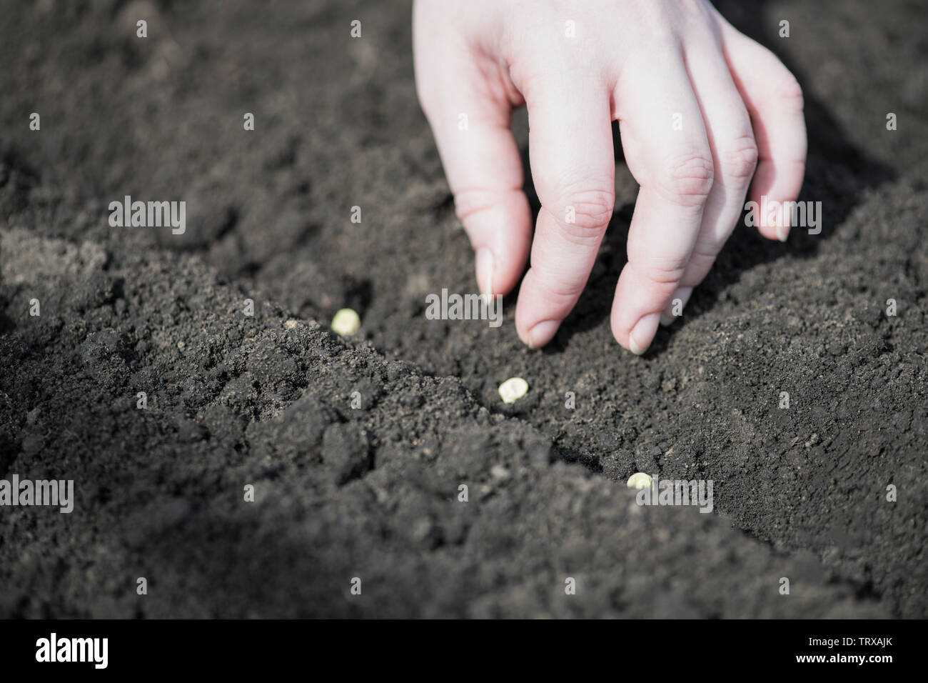 A fragment of a farmer's woman's hand that plants pea seeds in a furrow ...